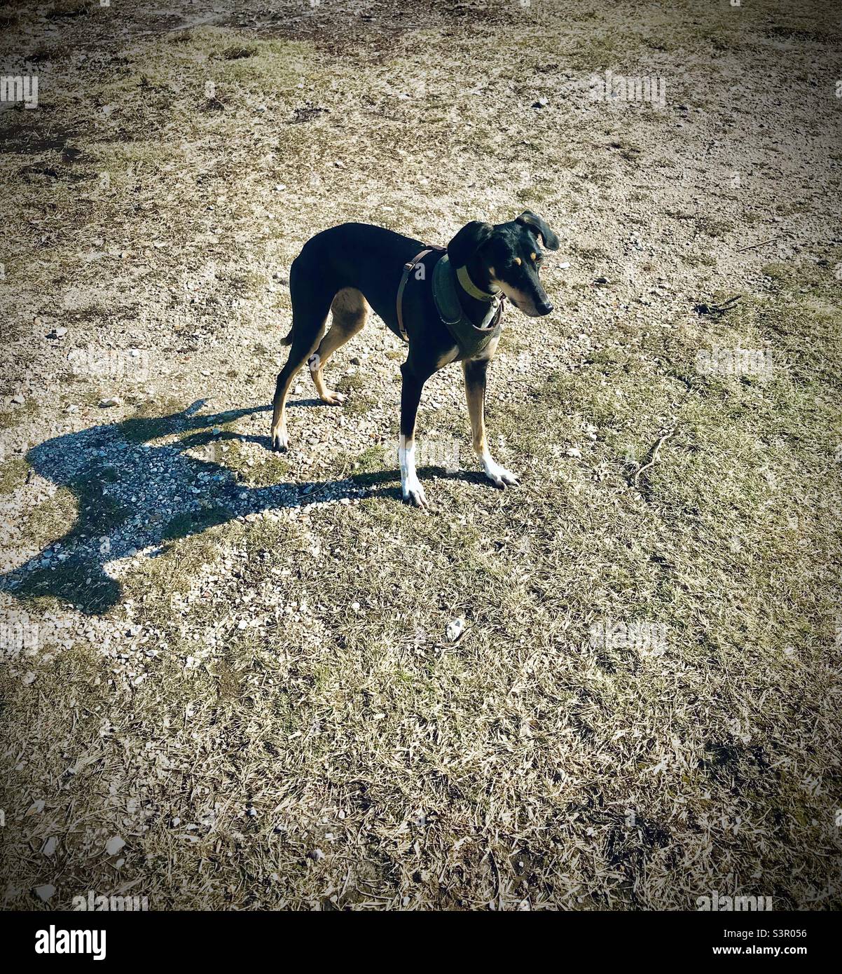 Why Do Dogs Stare At Shadows