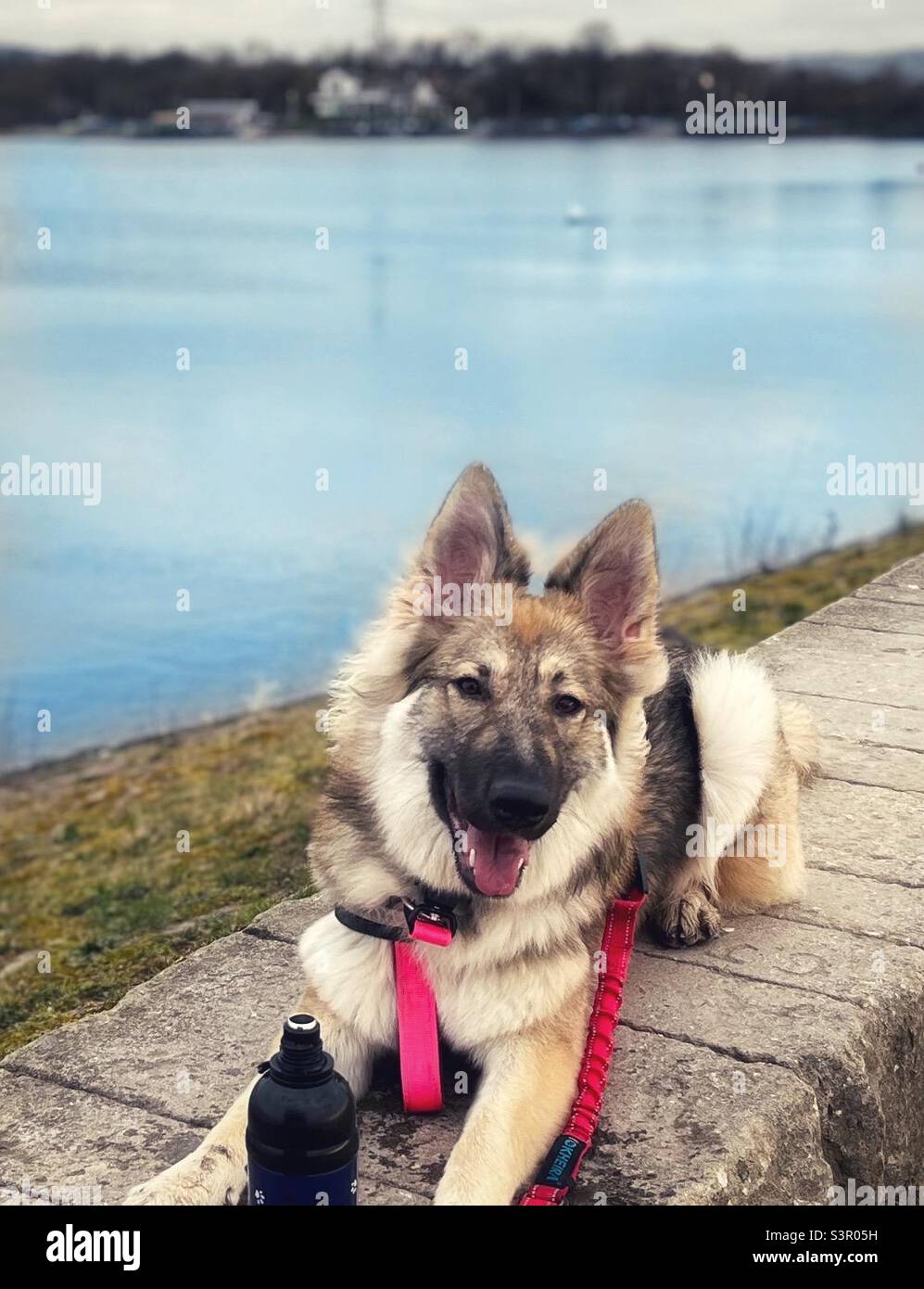 Smiling dog hi-res stock photography and images - Alamy