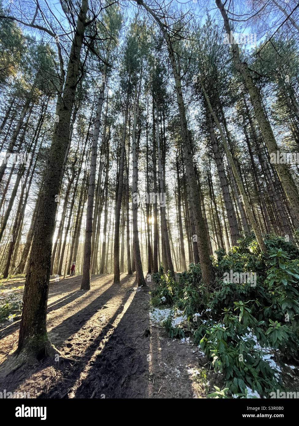 Shine through hi-res stock photography and images - Alamy