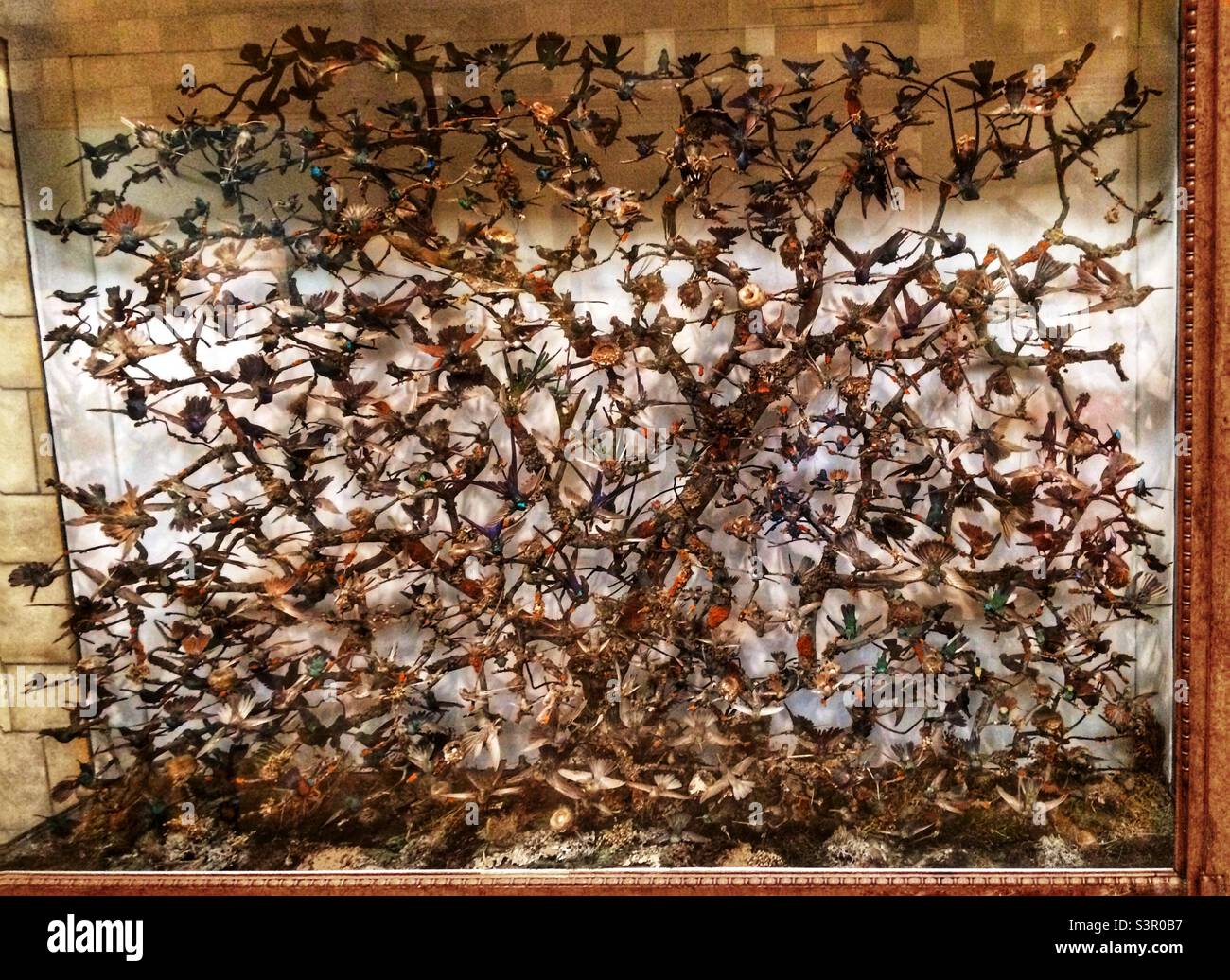 Evolution of birds hi-res stock photography and images - Alamy