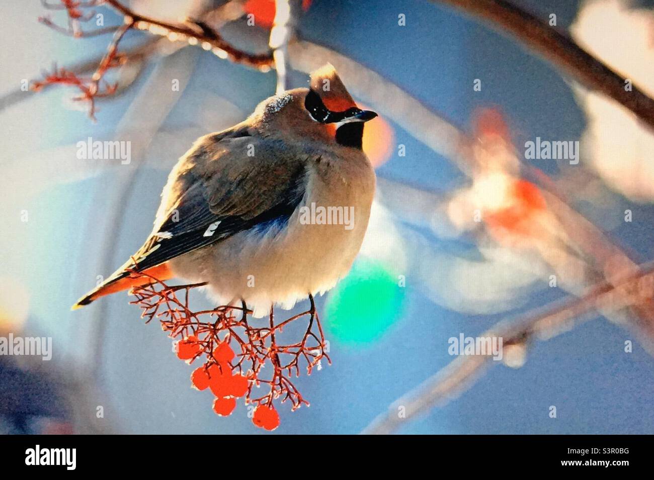 Bohemian waxwing, Birds of North America, wild life winter, mountain ...