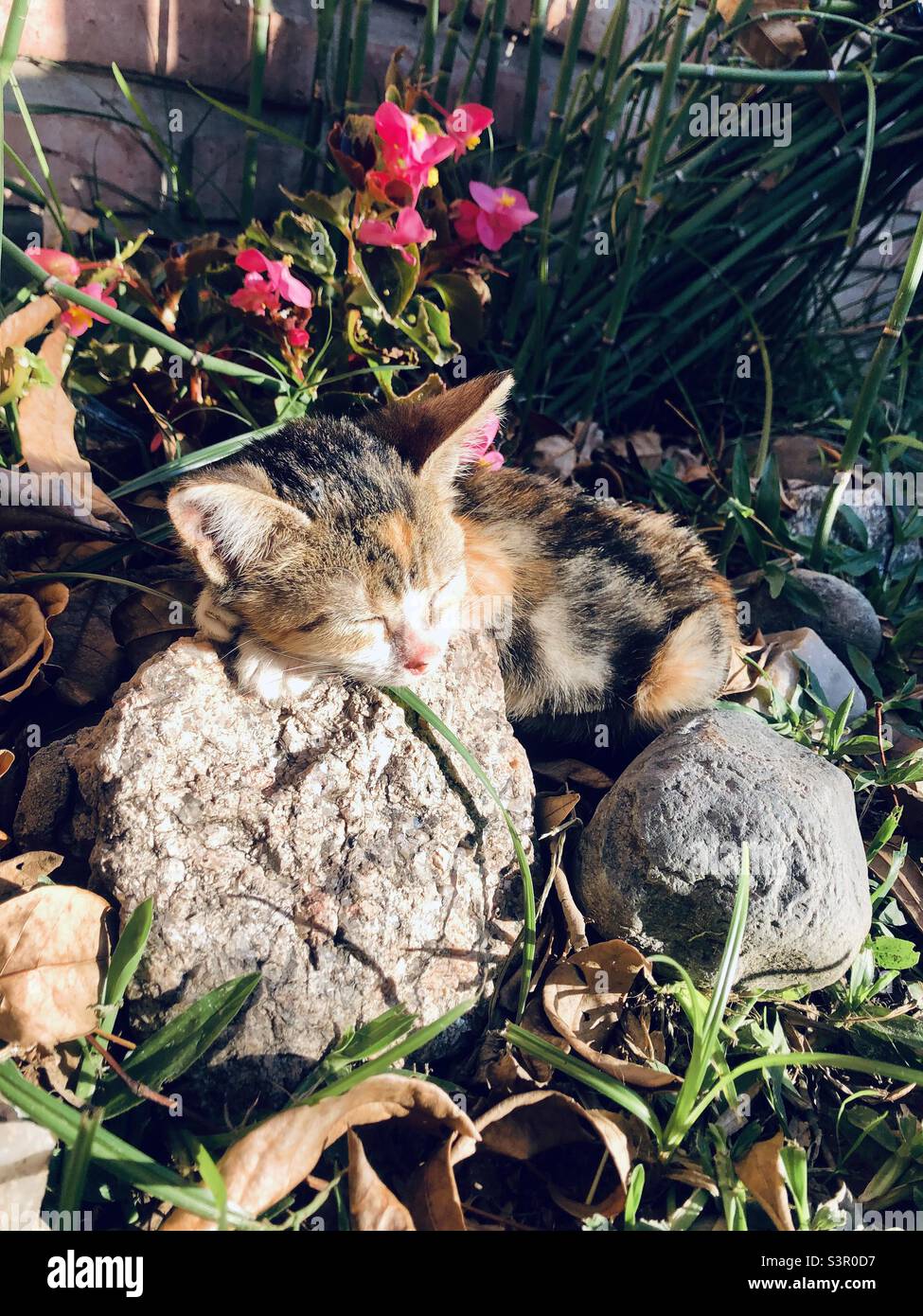 Kitten napping hi-res stock photography and images - Alamy