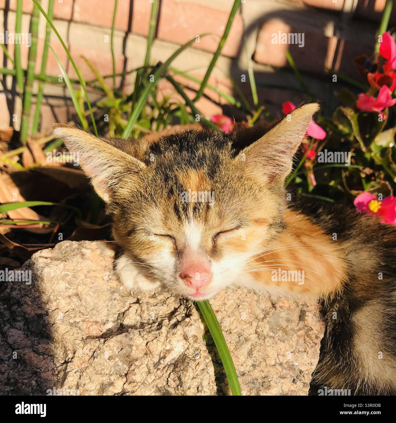 Kitten Sun High Resolution Stock Photography and Images - Alamy
