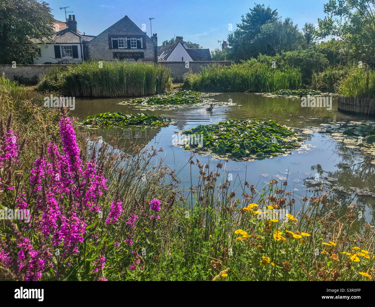 Rottingdean village pond hi-res stock photography and images - Alamy