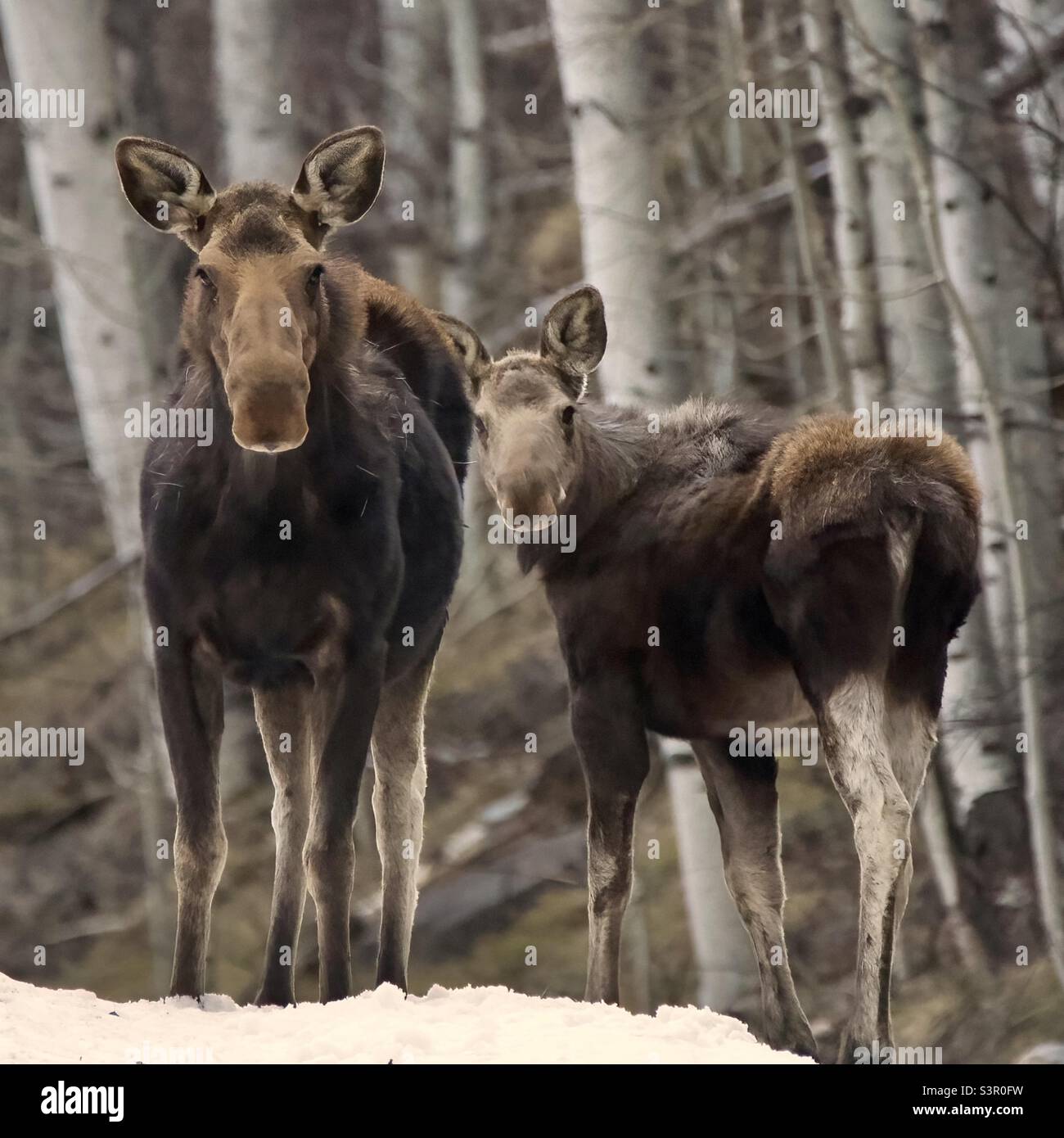 Bullwinkle hi-res stock photography and images - Alamy