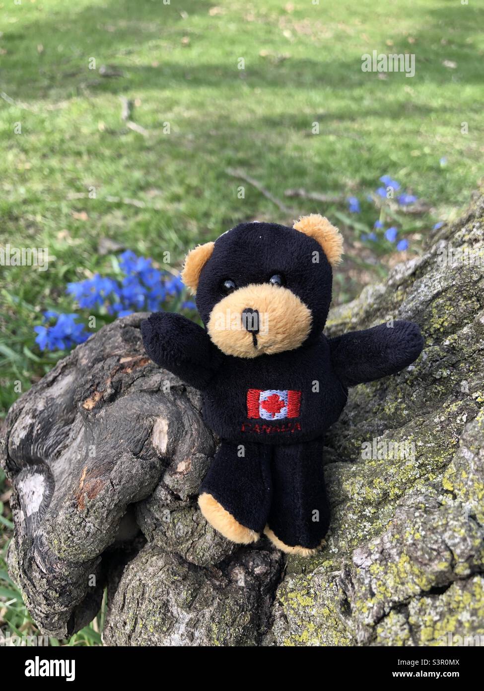 A happy little black teddy bear having fun in nature Stock Photo - Alamy