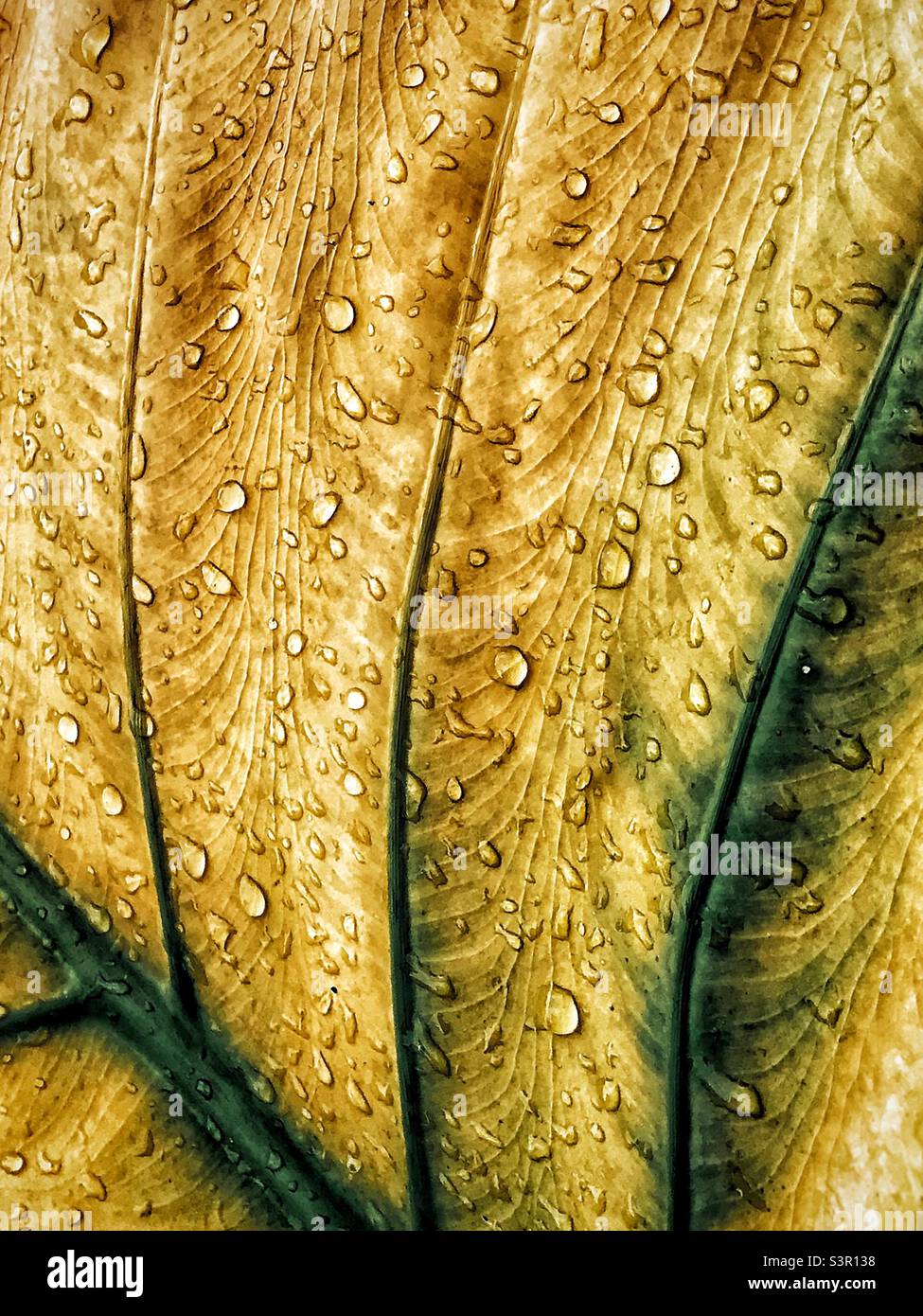 Texture of the nature hi-res stock photography and images - Alamy