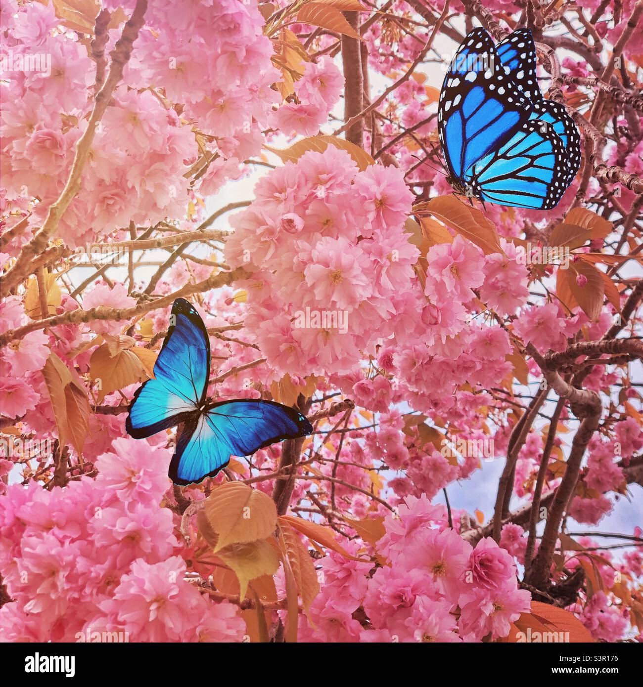 Pink Butterfly Tumblr Photography