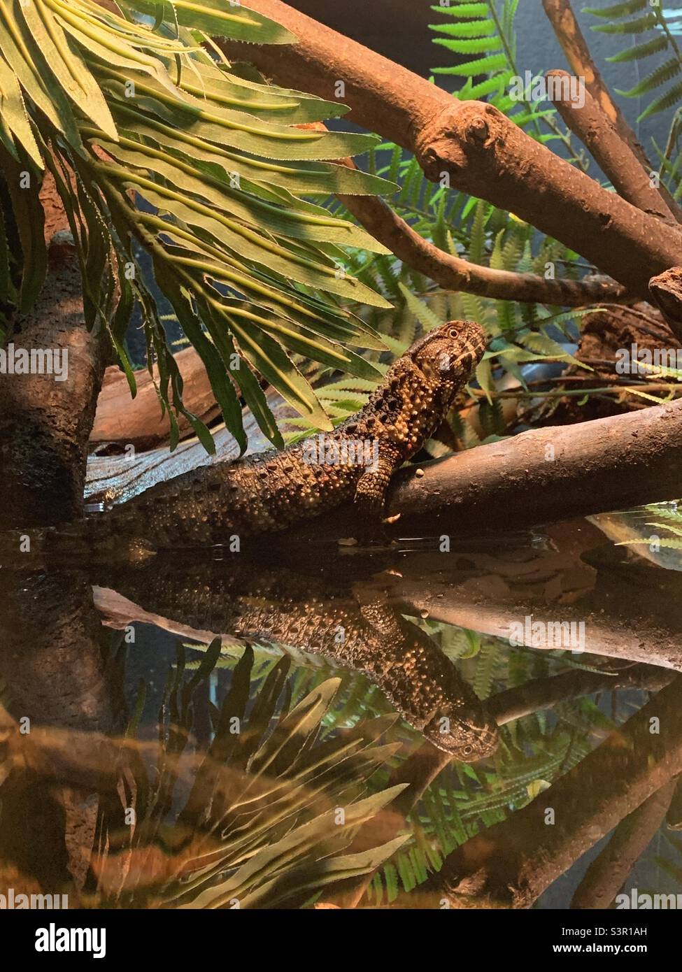 Crocodile lizard hi-res stock photography and images - Alamy