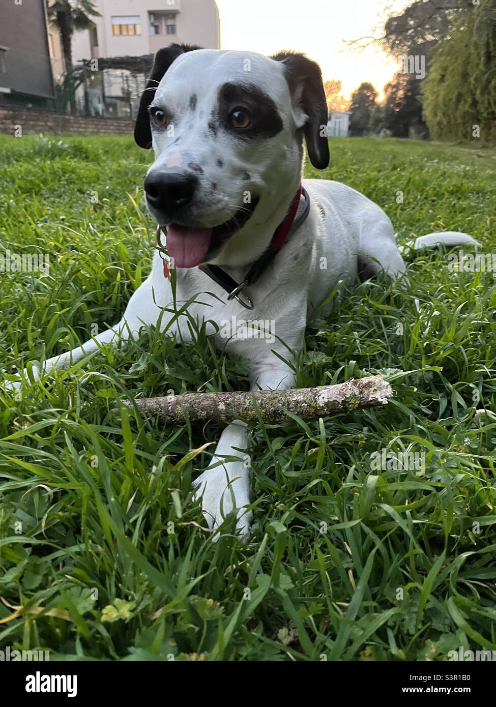 Dog iris hi-res stock photography and images - Alamy
