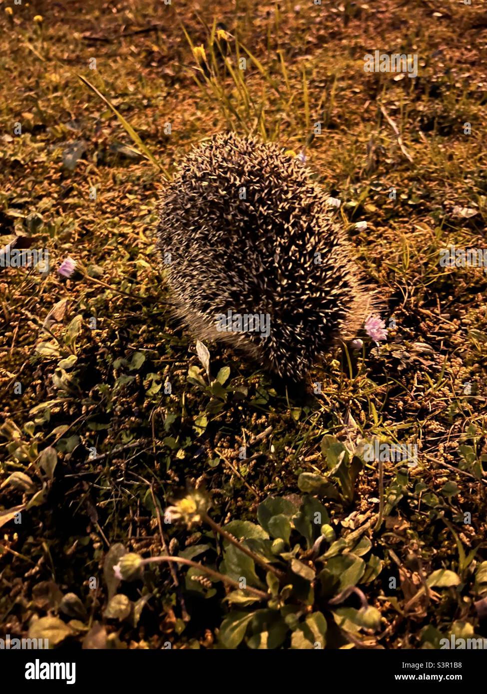 Istrice hi-res stock photography and images - Alamy