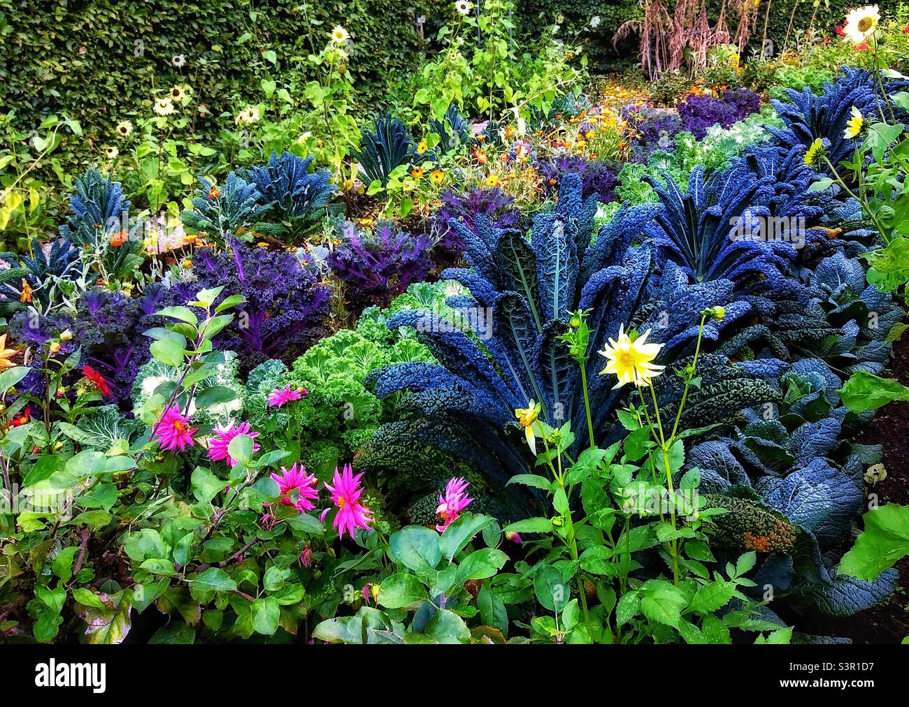 Growing plants and flowers hi-res stock photography and images - Alamy