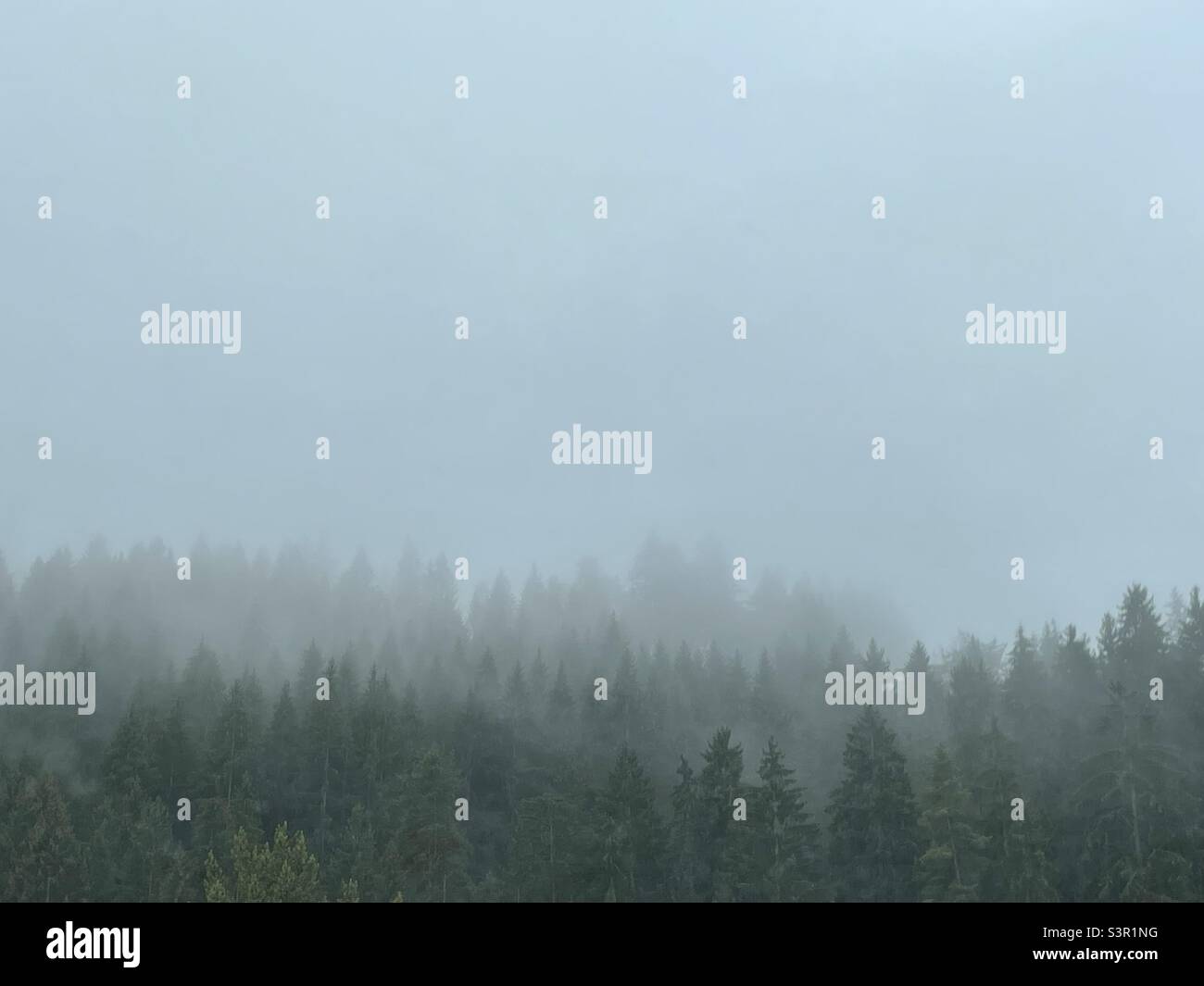 Breath of the trees hi-res stock photography and images - Alamy