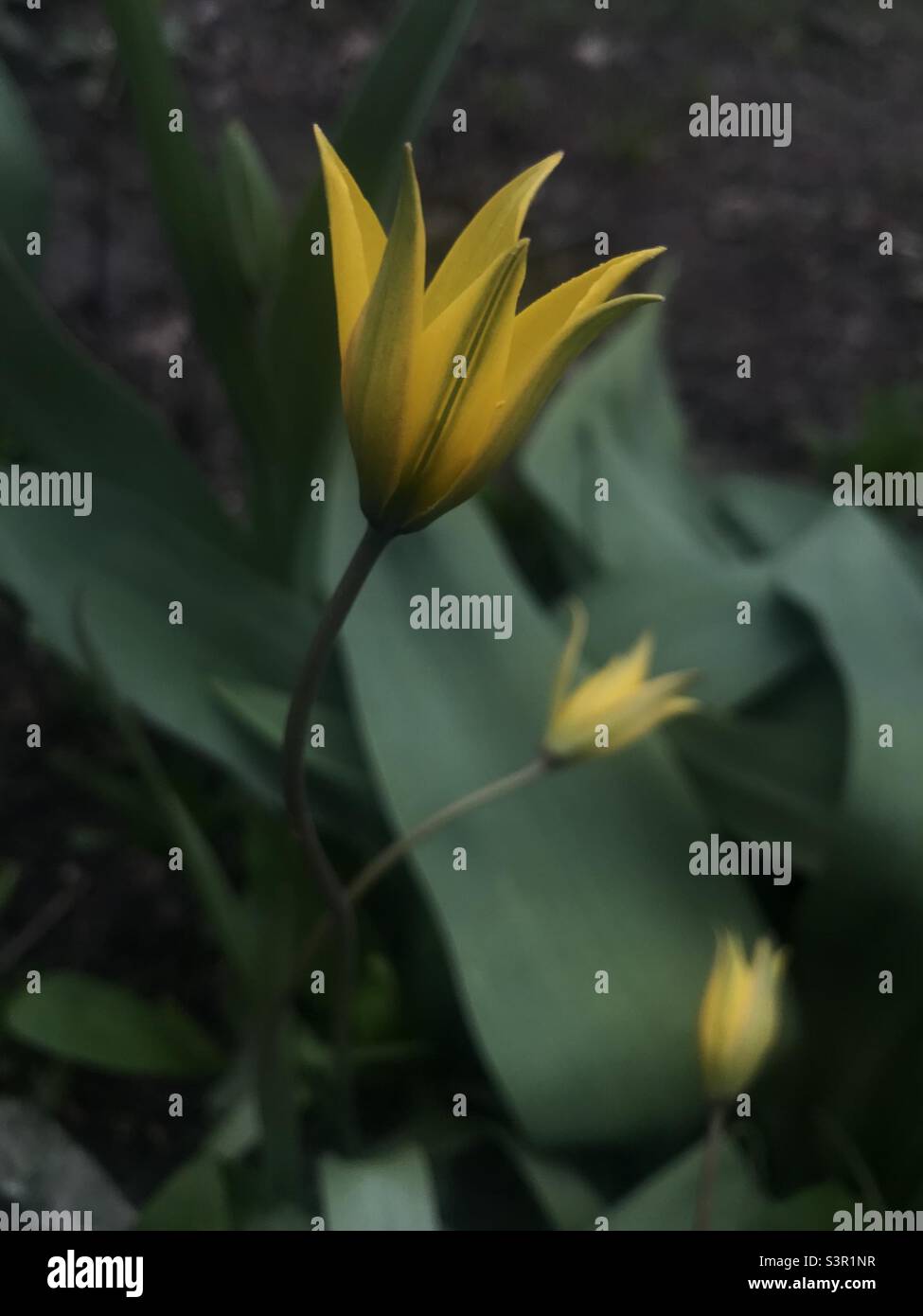 yellow wild tulip, flower, spring, first bloom Stock Photo - Alamy