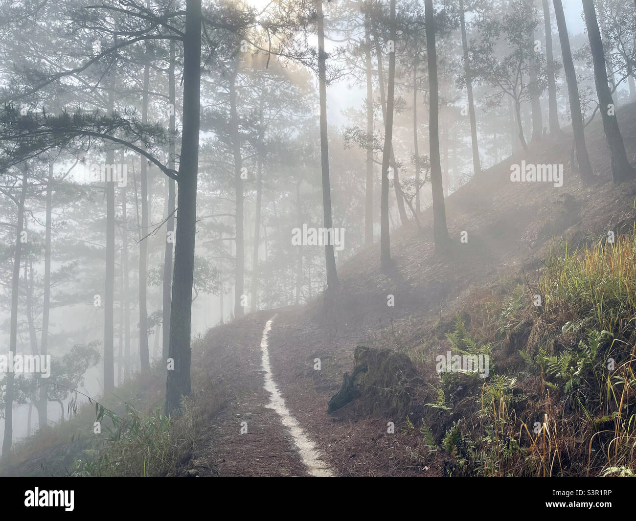 Small path in the pine forest Stock Photo - Alamy