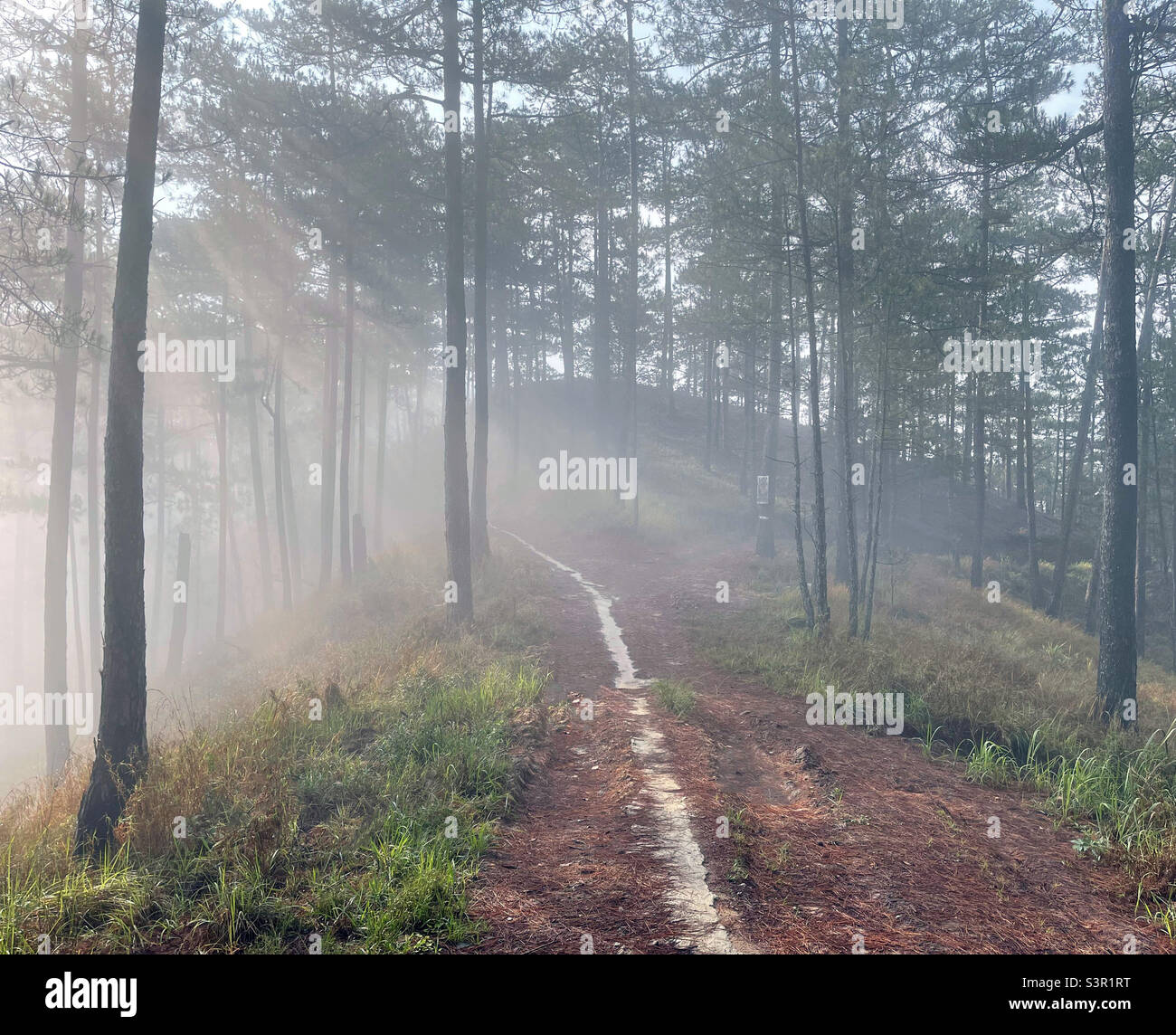 Path in the pine forest hi-res stock photography and images - Alamy