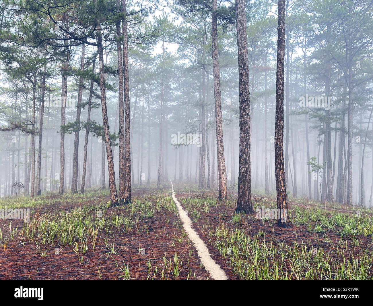 Small path in the pine forest Stock Photo - Alamy