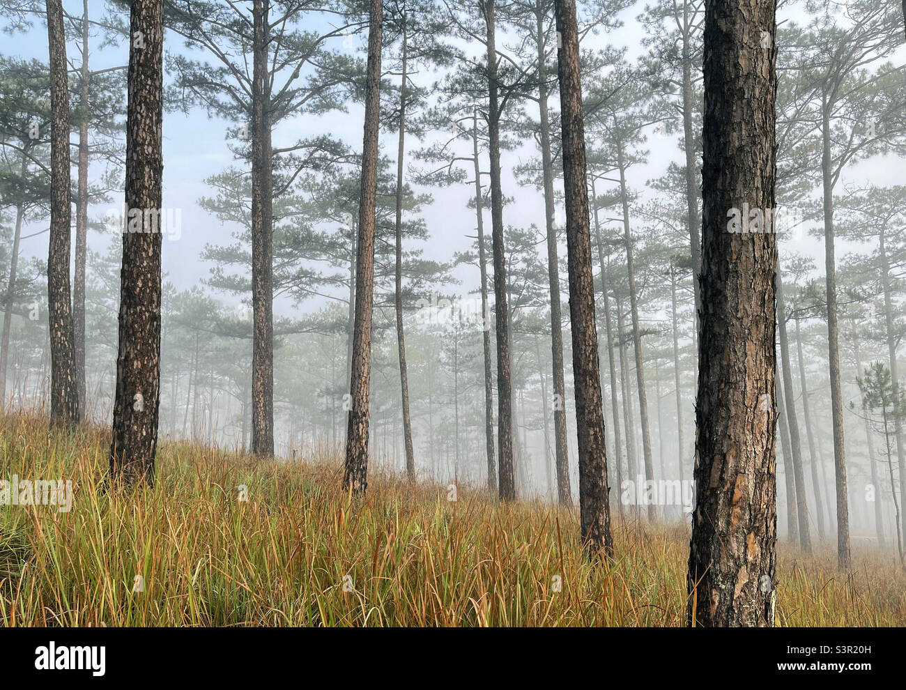 mist in the pine forest Stock Photo - Alamy