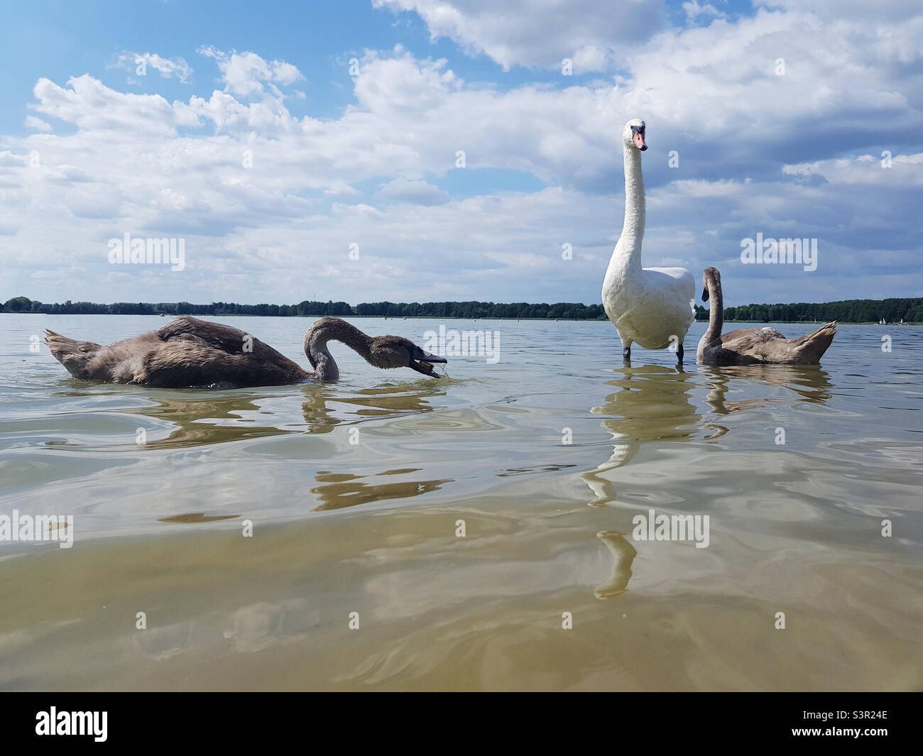 A couple of swans with children on the lake. Family of swans. Young ...