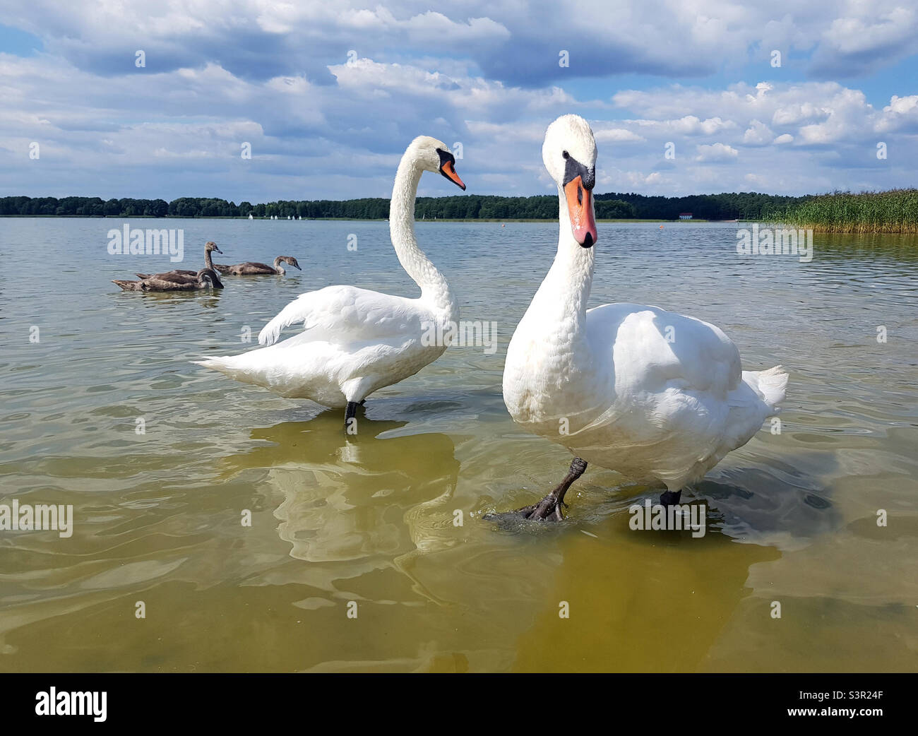 A couple of swans with children on the lake. Family of swans. young ...