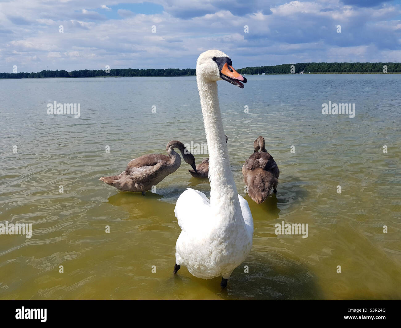 A couple of swans with children on the lake. Family of swans. young ...