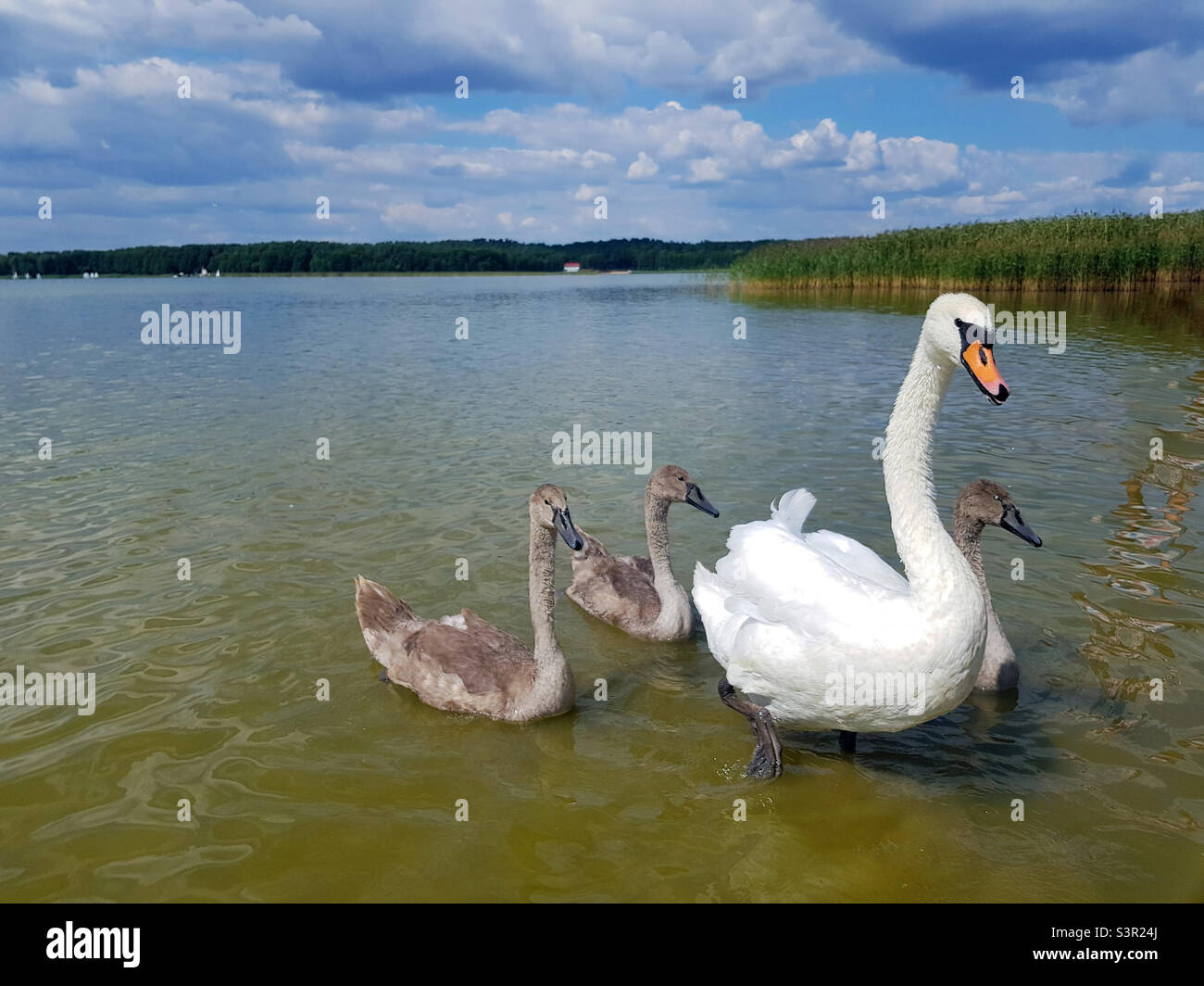 A couple of swans with children on the lake. Family of swans. young ...
