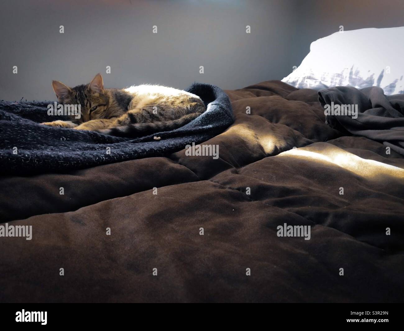 Cat sleeping sun hi-res stock photography and images - Alamy