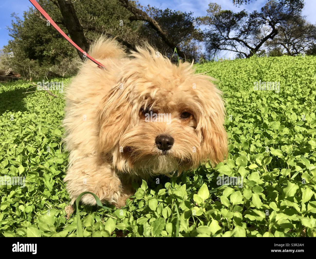 A Cavachon puppy (part Bichon Frise, part King Charles Cavalier Stock ...