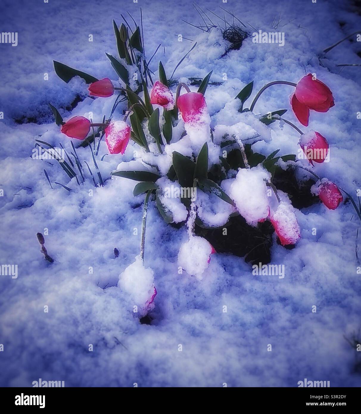 Frozen tulips hi-res stock photography and images - Alamy