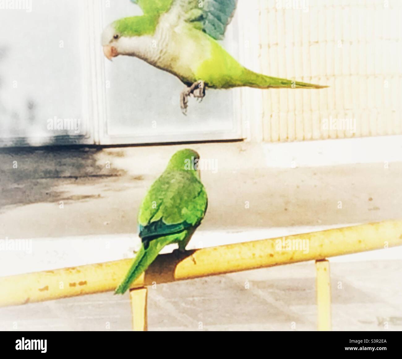 Birds play hi-res stock photography and images - Alamy