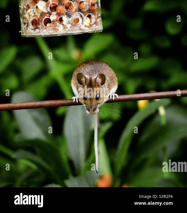 Mouse with Big Eyes Stock Photo - Alamy