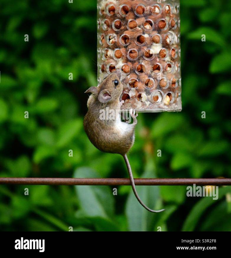Tail of a mouse hi-res stock photography and images - Alamy