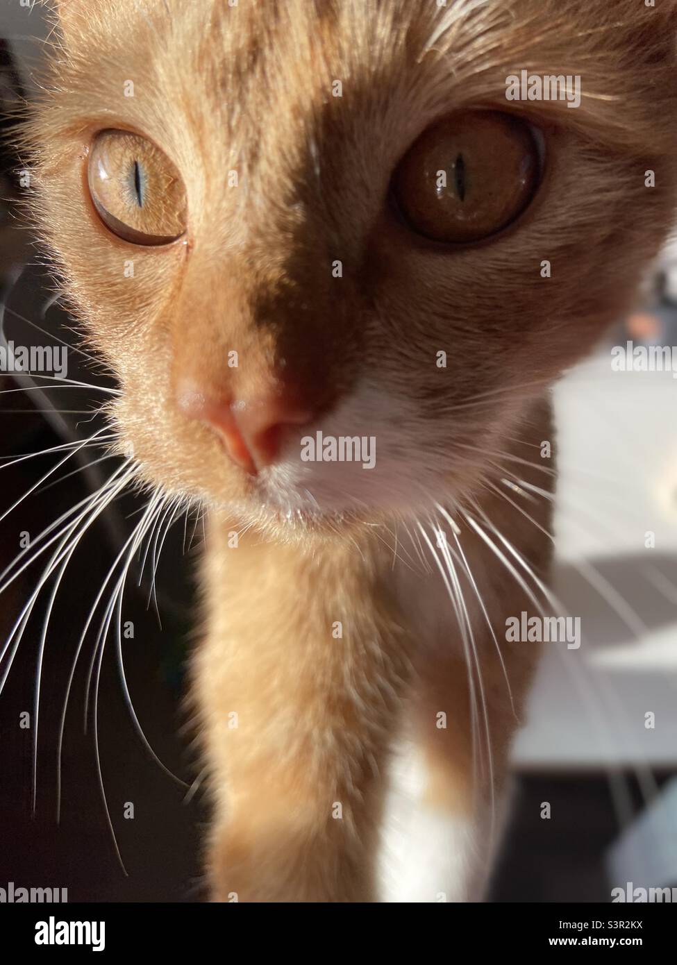 Ginger tabby cat hi-res stock photography and images - Alamy