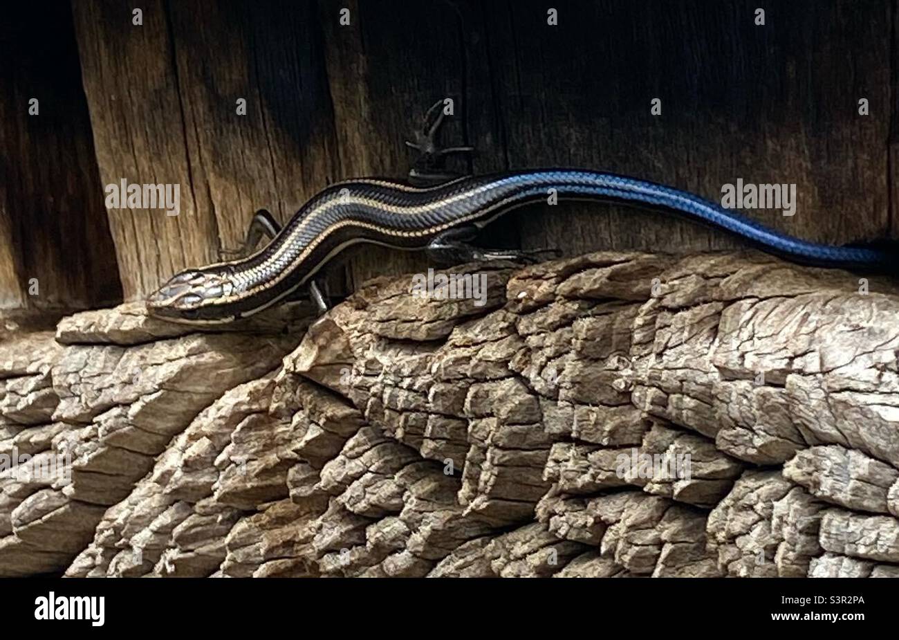 Cute little lizard with a blue tail Stock Photo - Alamy