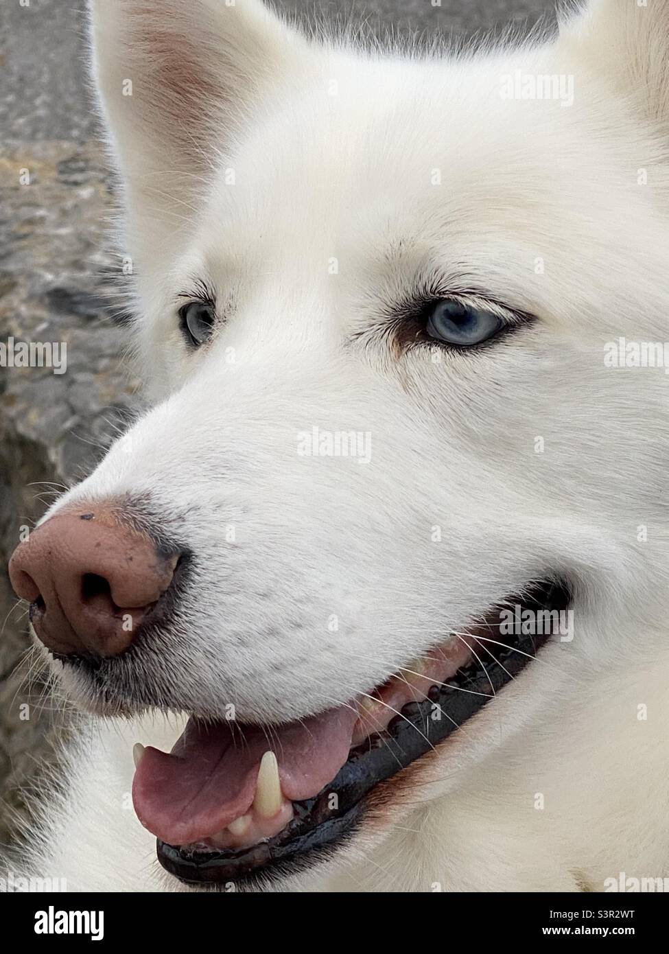 White husky hi-res stock photography and images - Alamy