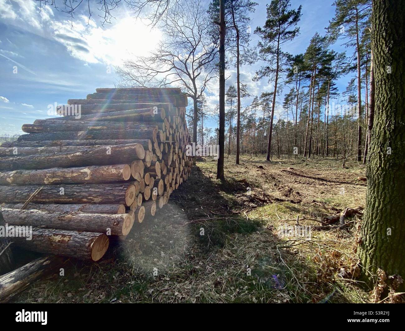 Holzstamm hi-res stock photography and images - Alamy