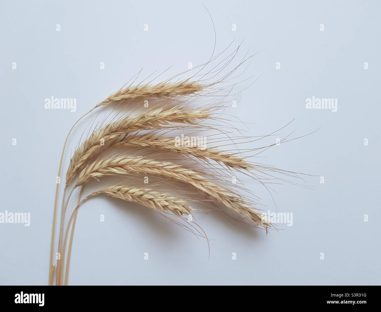 A sprig of golden rye on a white isolated background. Golden rye Stock ...