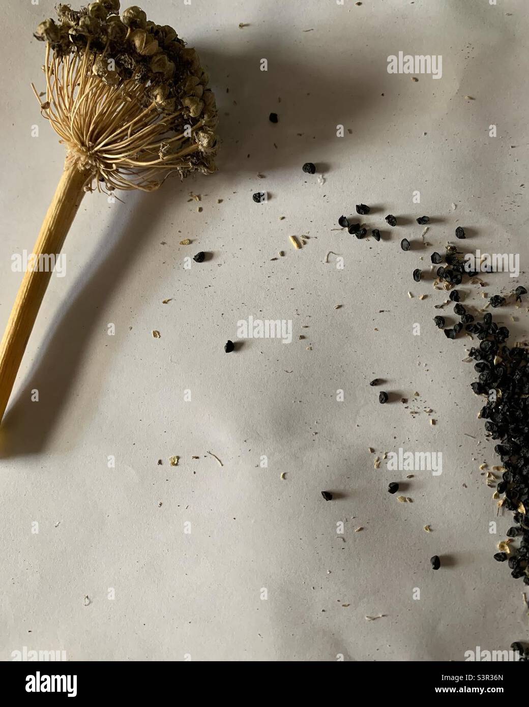 Scattering seeds hi-res stock photography and images - Alamy