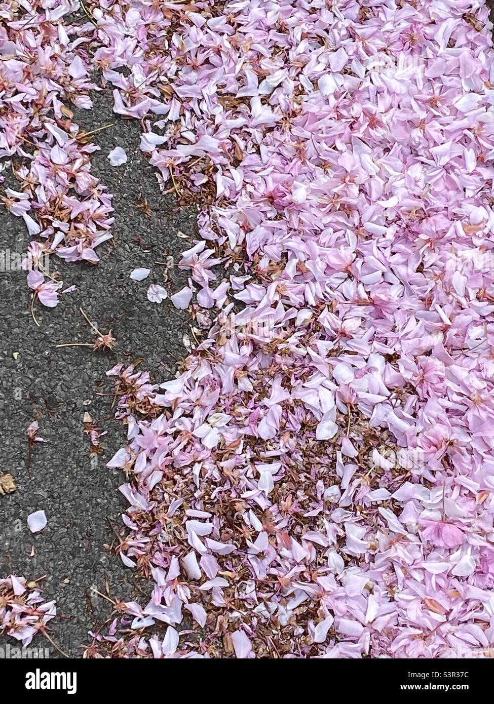Fallen cherry blossom petals hi-res stock photography and images - Alamy