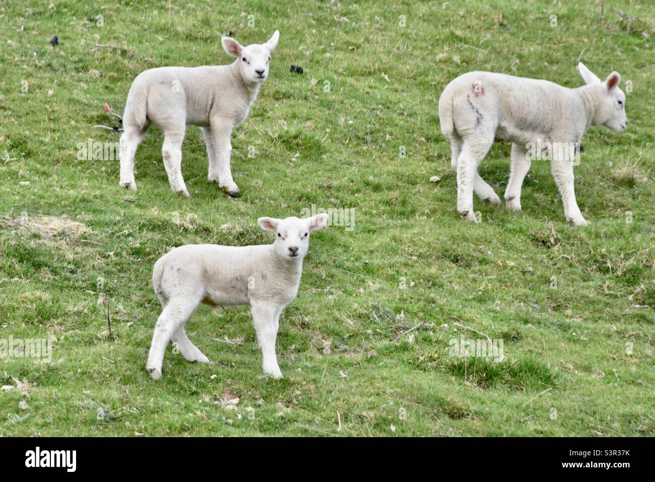 Stand Out In A Crowd Sheep