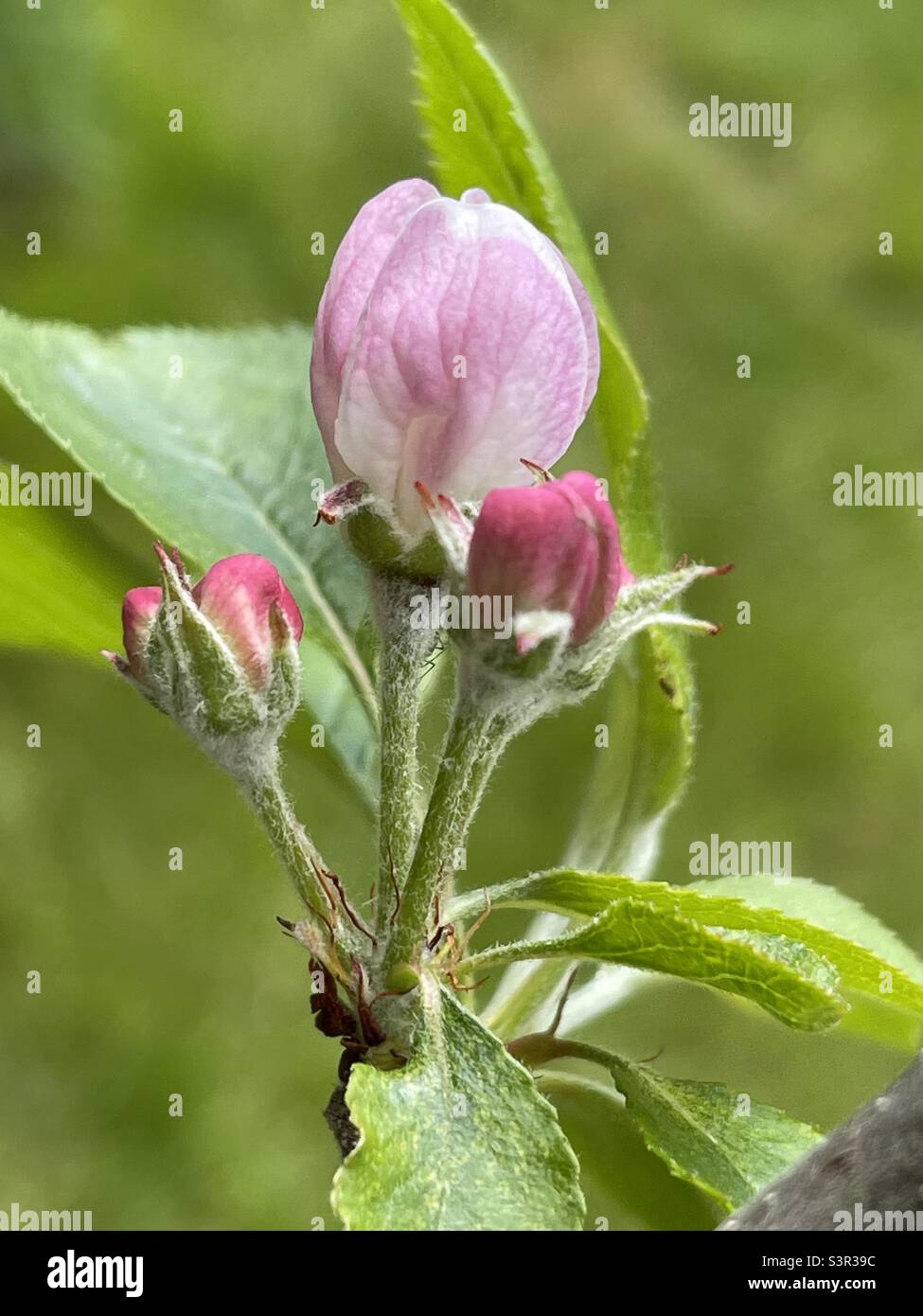 Apple flower hi-res stock photography and images - Alamy