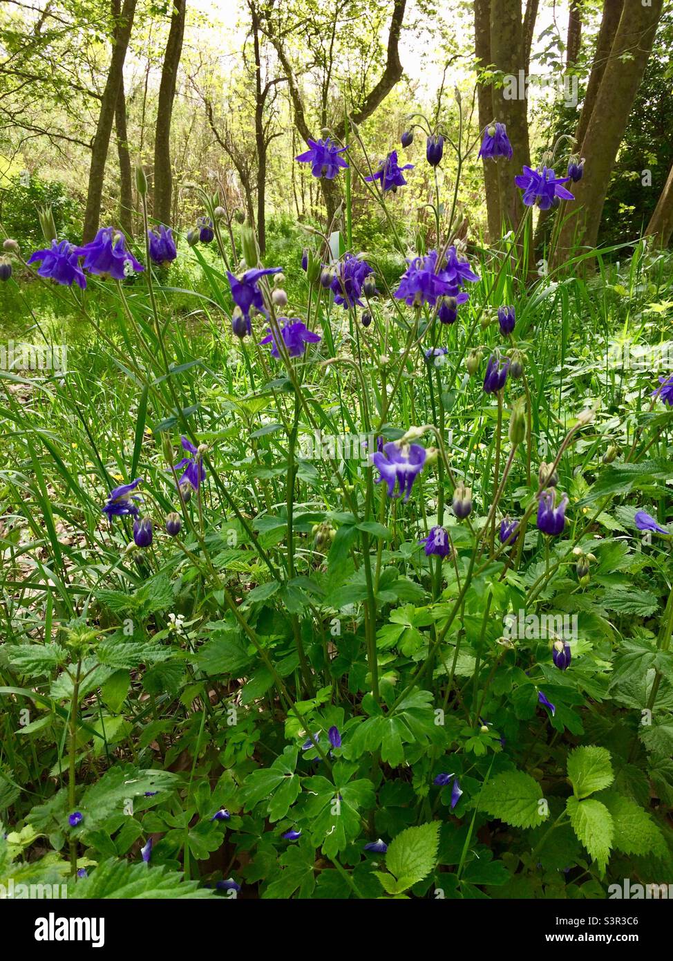 European Columbine (Aquilegia vulgaris) plant on blossom growing on ...