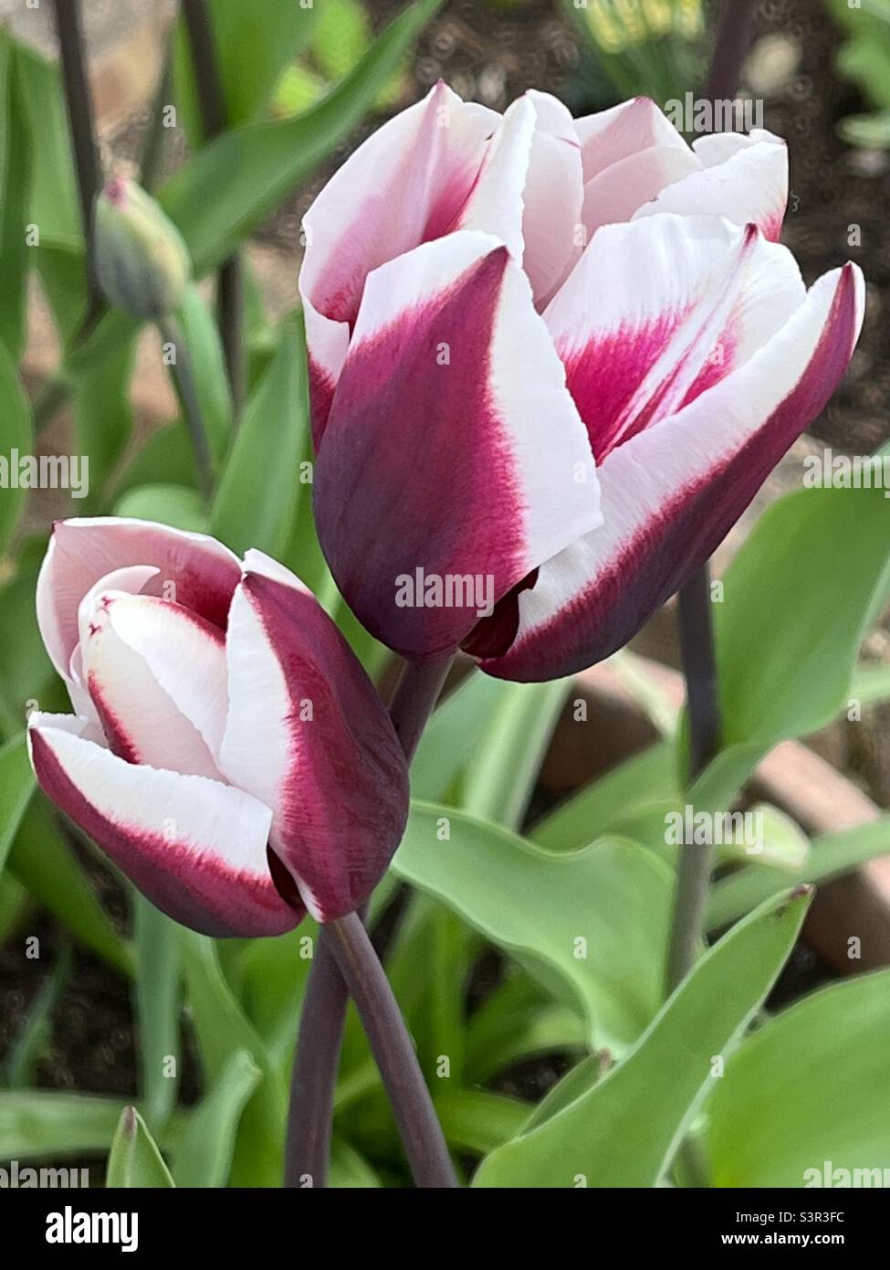 Two-tone Tulips flowering in garden Stock Photo - Alamy