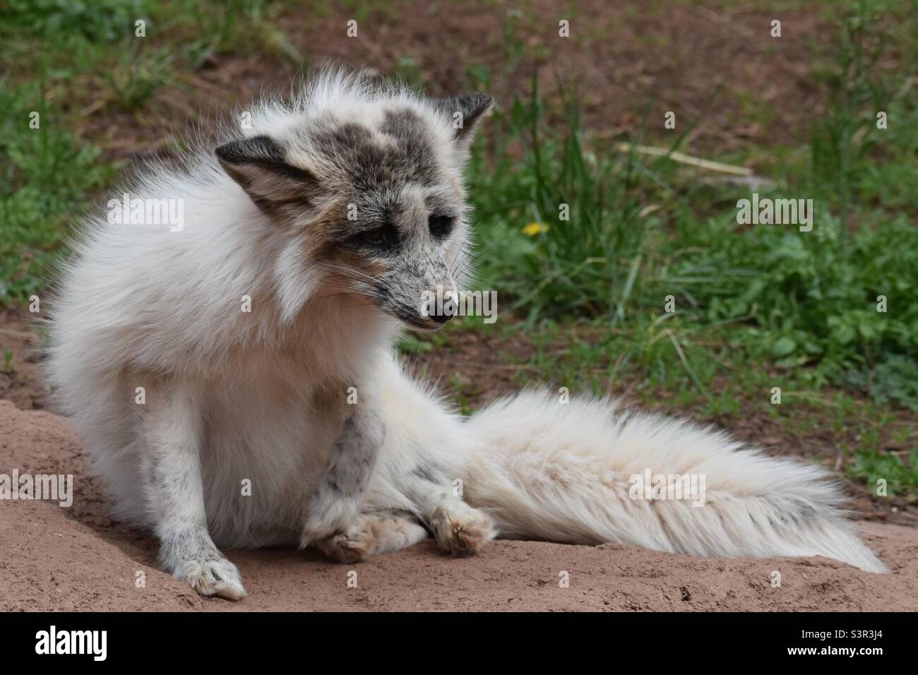 Speckled white fox hi-res stock photography and images - Alamy