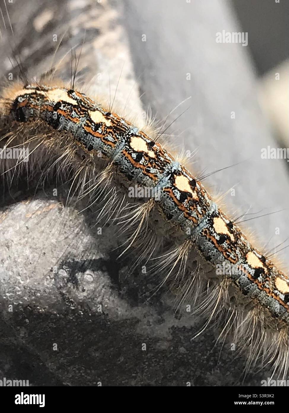 African caterpillar hi-res stock photography and images - Alamy
