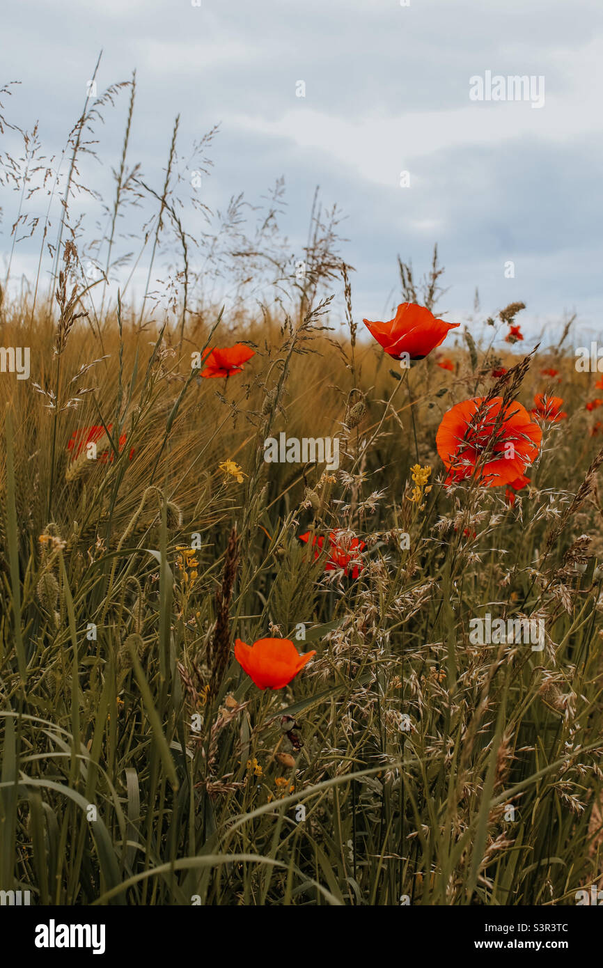 Coquelicot hi-res stock photography and images - Alamy