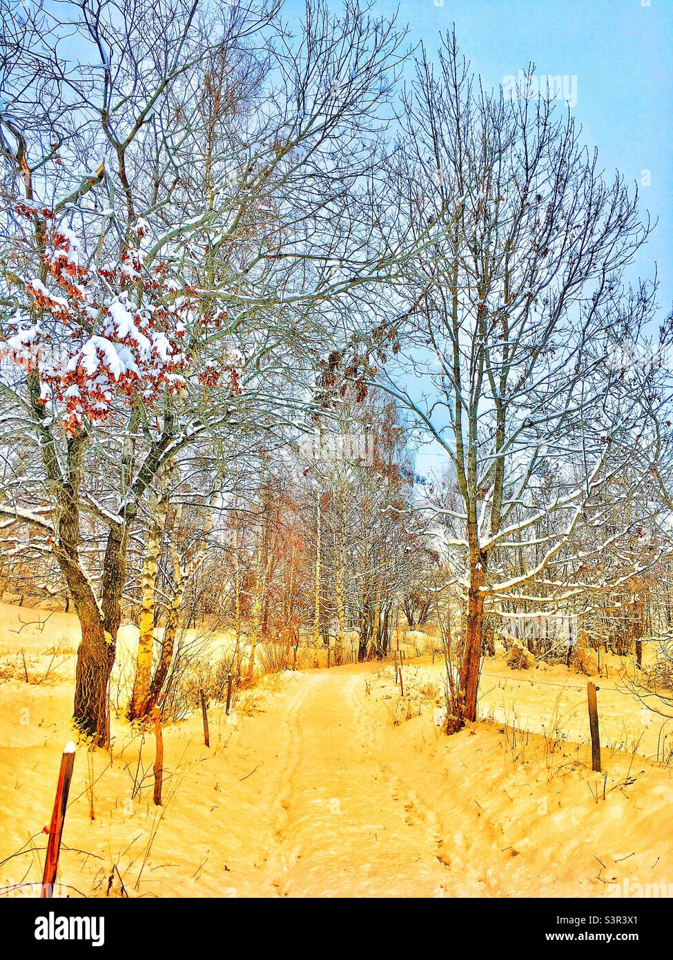 Chemin neigeux d’hiver en forêt de montagne Stock Photo - Alamy