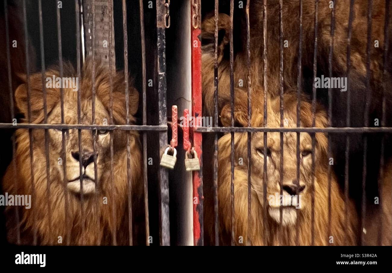 Lions locked in cage at zoo Stock Photo - Alamy