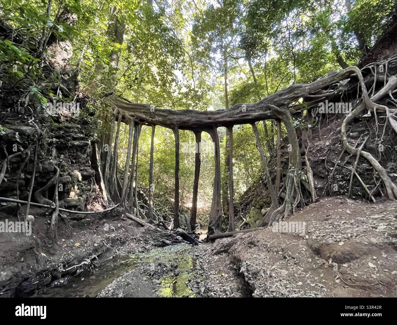 Tree Root Bridge High Resolution Stock Photography and Images - Alamy