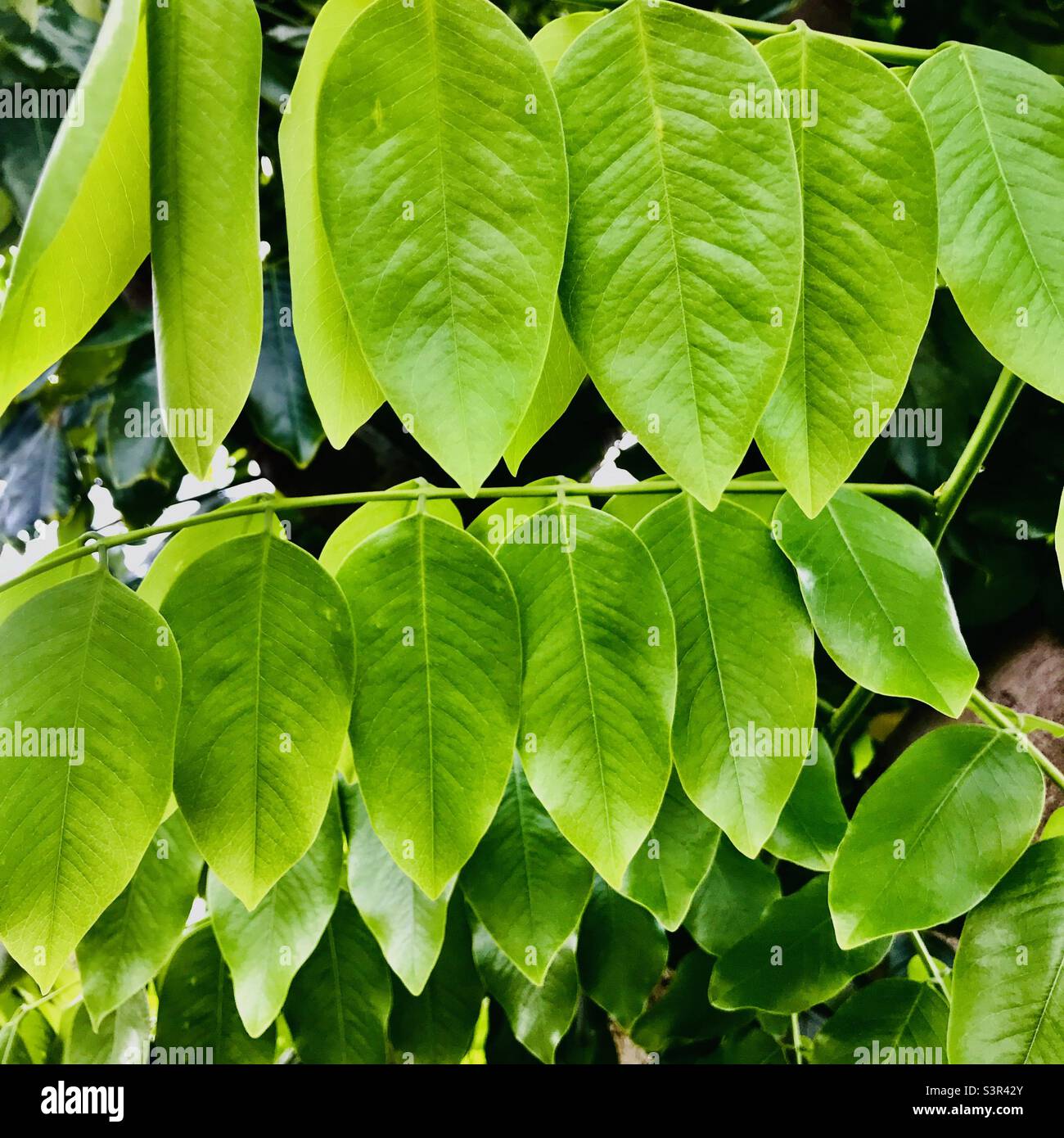 Lush trees hi-res stock photography and images - Alamy